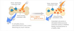 MBP® builds strong bones - MEGMILK SNOW BRAND Co., Ltd.