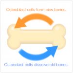 MBP® builds strong bones - MEGMILK SNOW BRAND Co., Ltd.